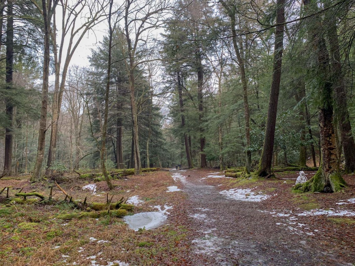 Cook Forest SP – Forest Cathedral & Lost in the Wilds Brewing | Hikes ...